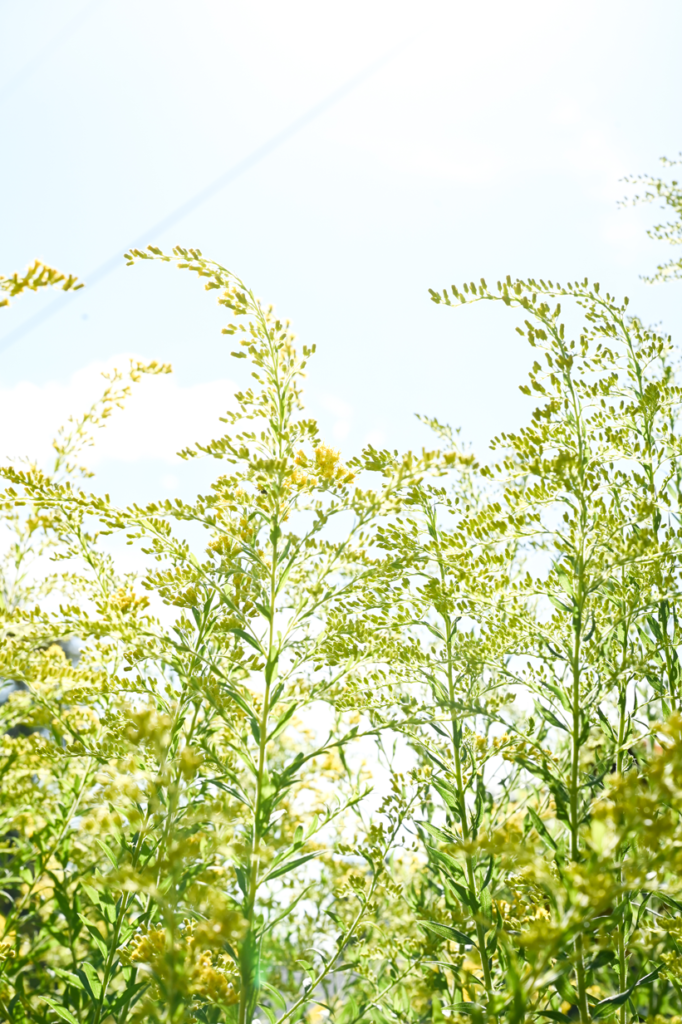 Kickback: Tendril Apothecary - createyourbasecamp.com